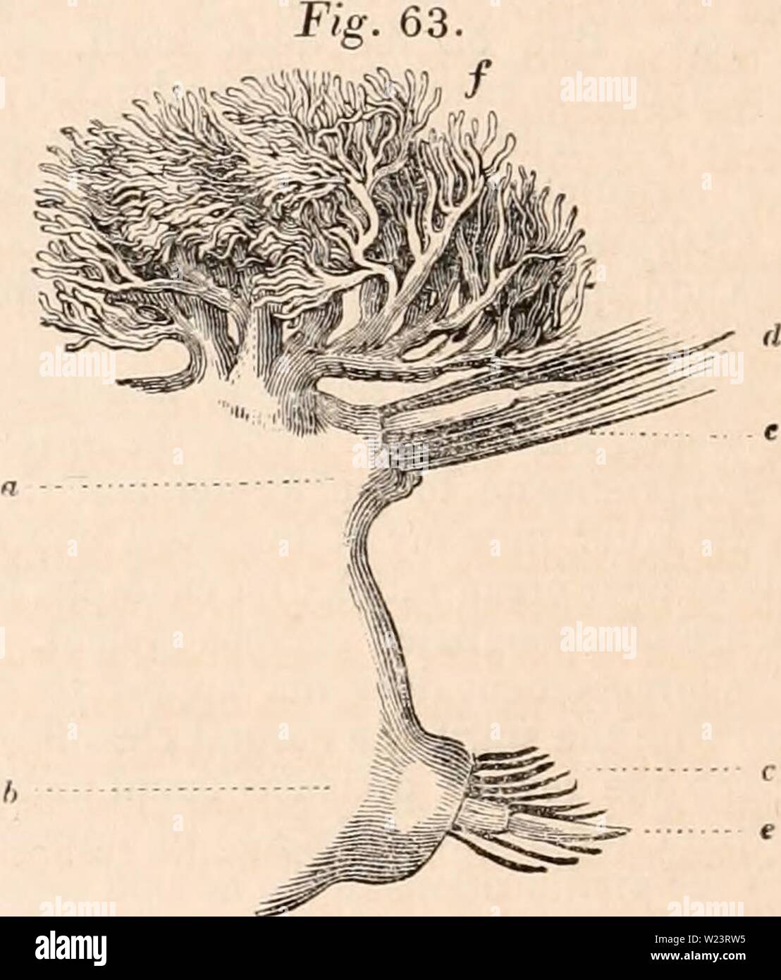 Archive image from page 181 of The cyclopædia of anatomy and. The ...