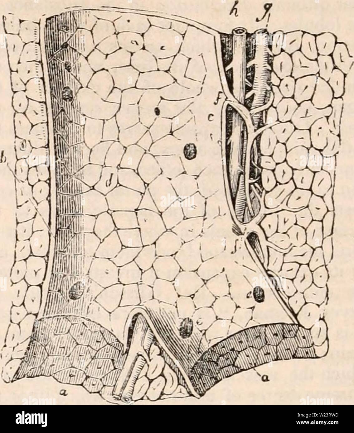 Archive image from page 181 of The cyclopædia of anatomy and. The ...