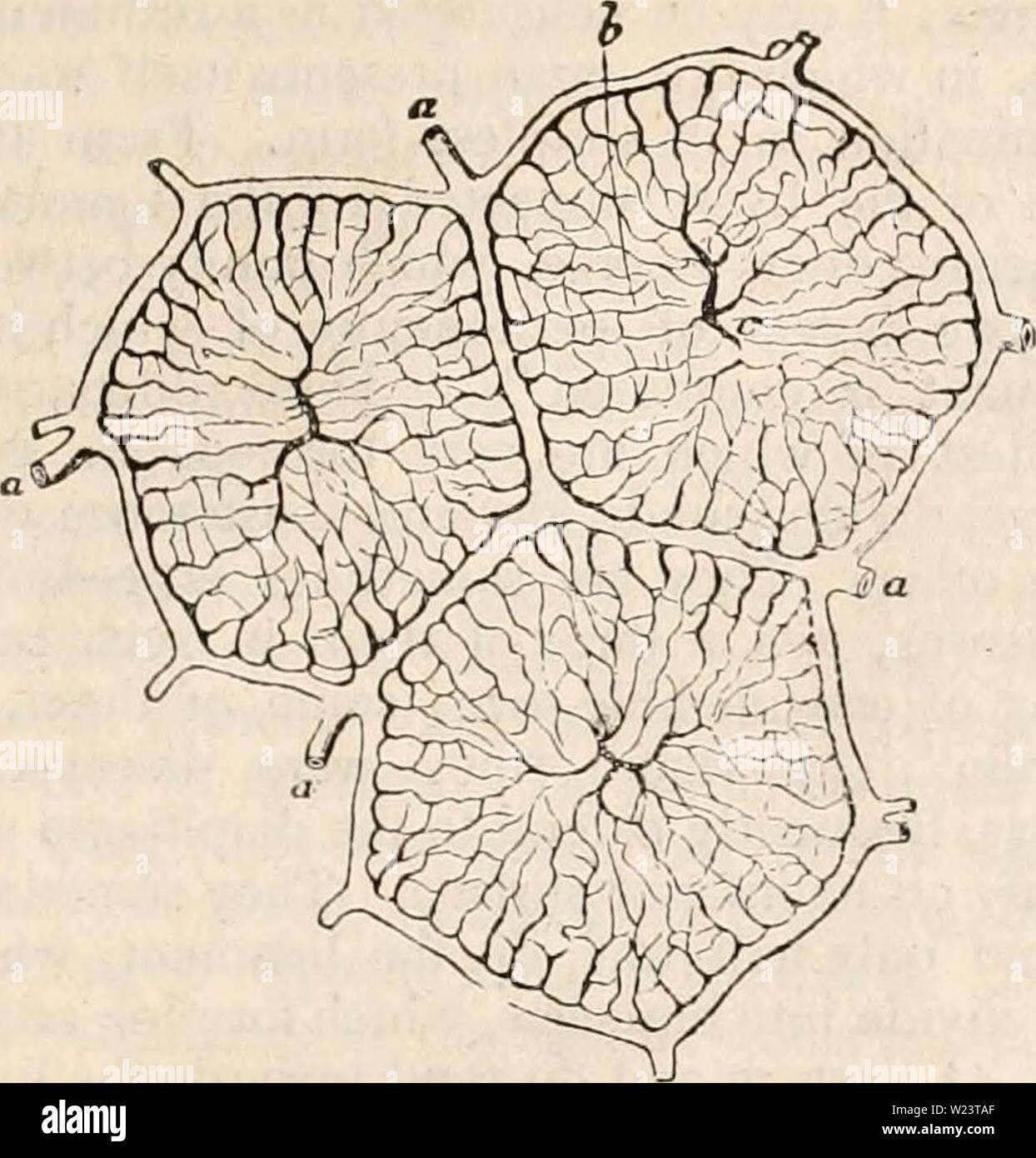 Archive image from page 182 of The cyclopædia of anatomy and. The ...