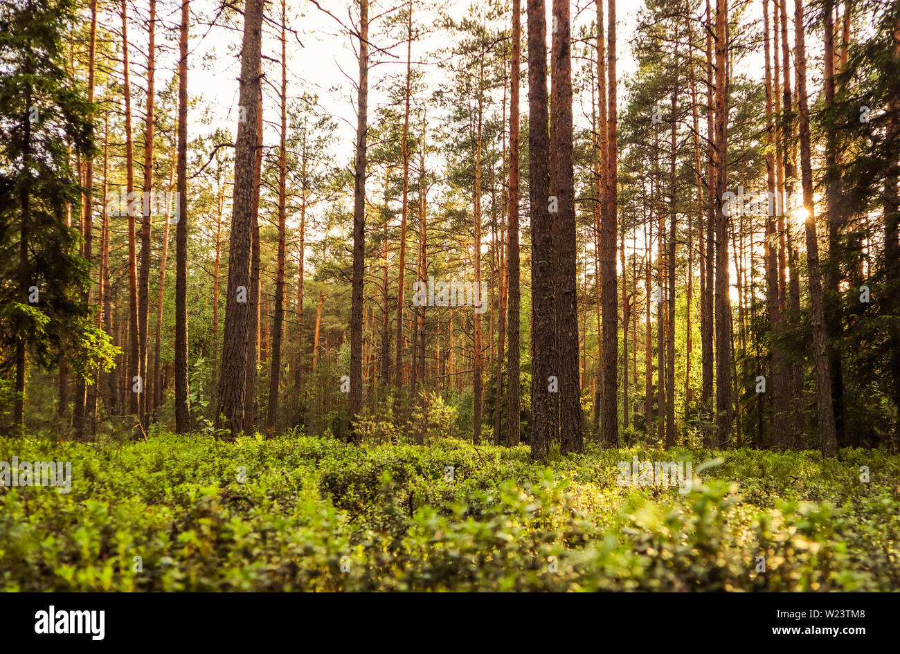 Sunlight on trees in a pine forest at sunset. Summer nature landscape ...
