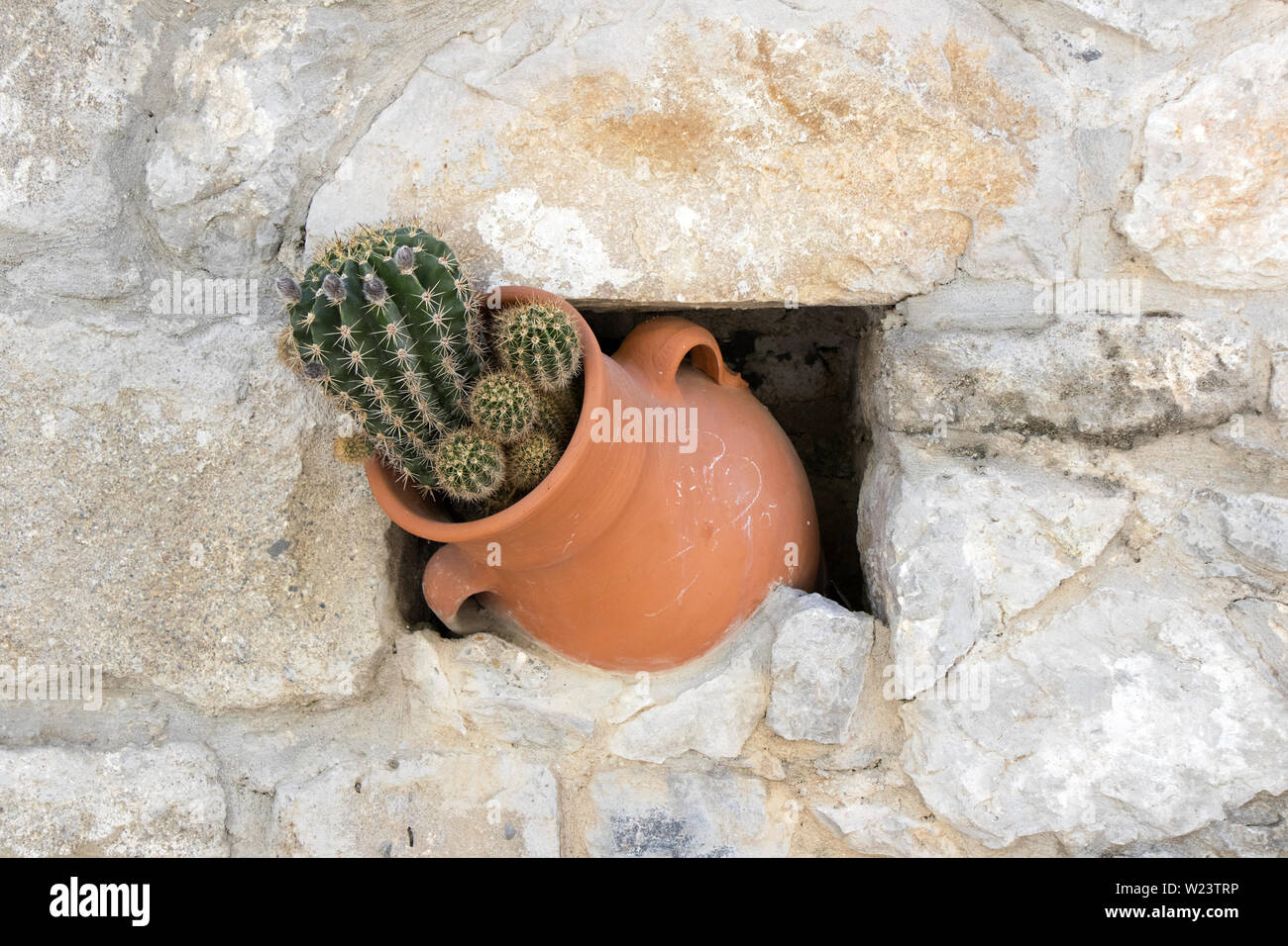 Cactus in a terracotta urn in a gap of an ancient wall in Paleochora, S ...