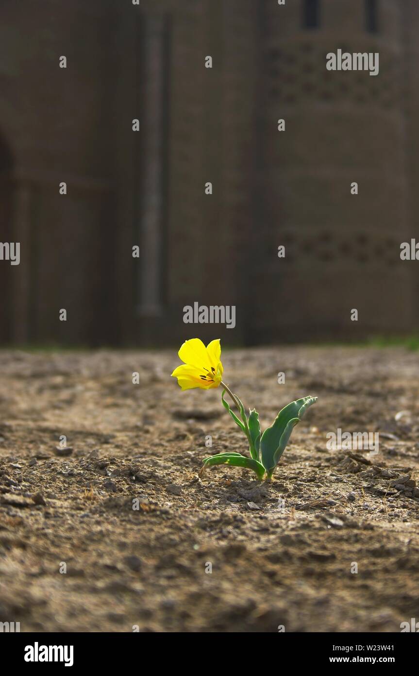 alone tulip in sand (against the backdrop of walls of ancient orient ...