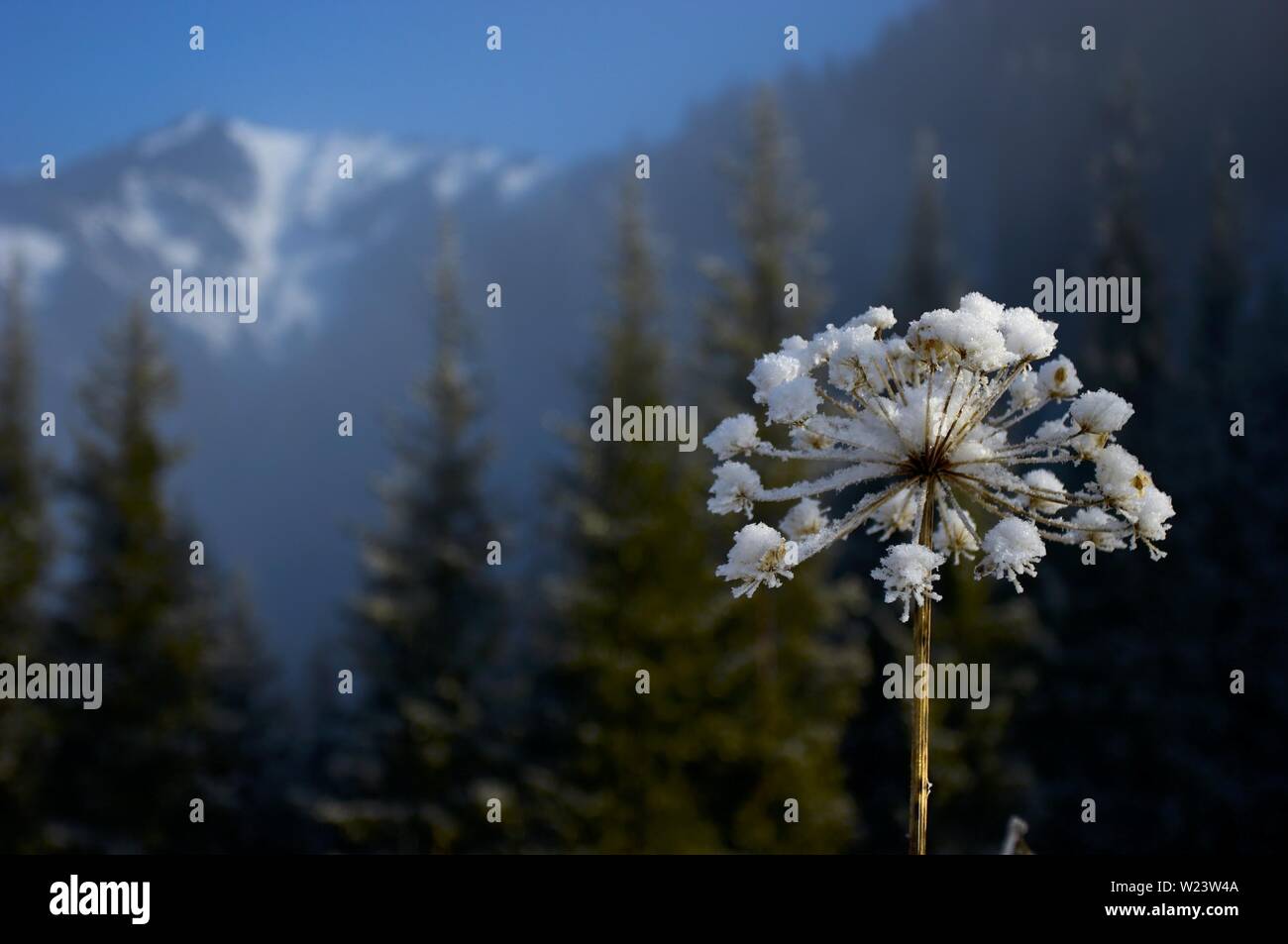 frosty plant (Apiaceae or Umbelliferae Stock Photo - Alamy