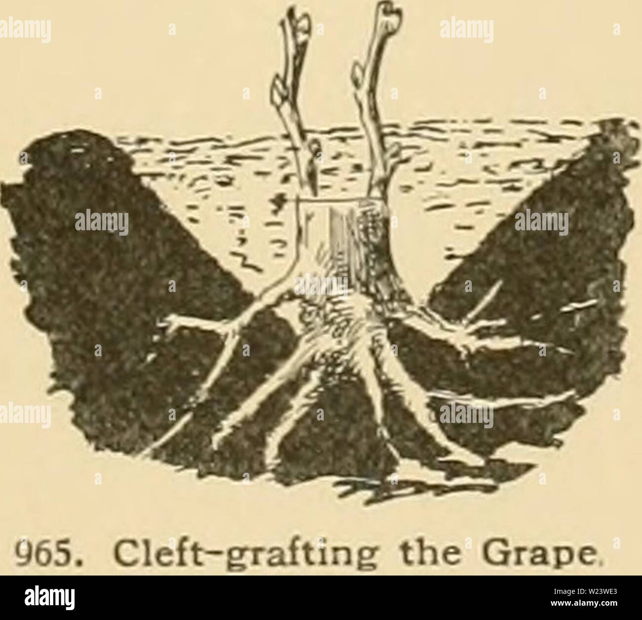 Cleft graft hi-res stock photography and images - Alamy