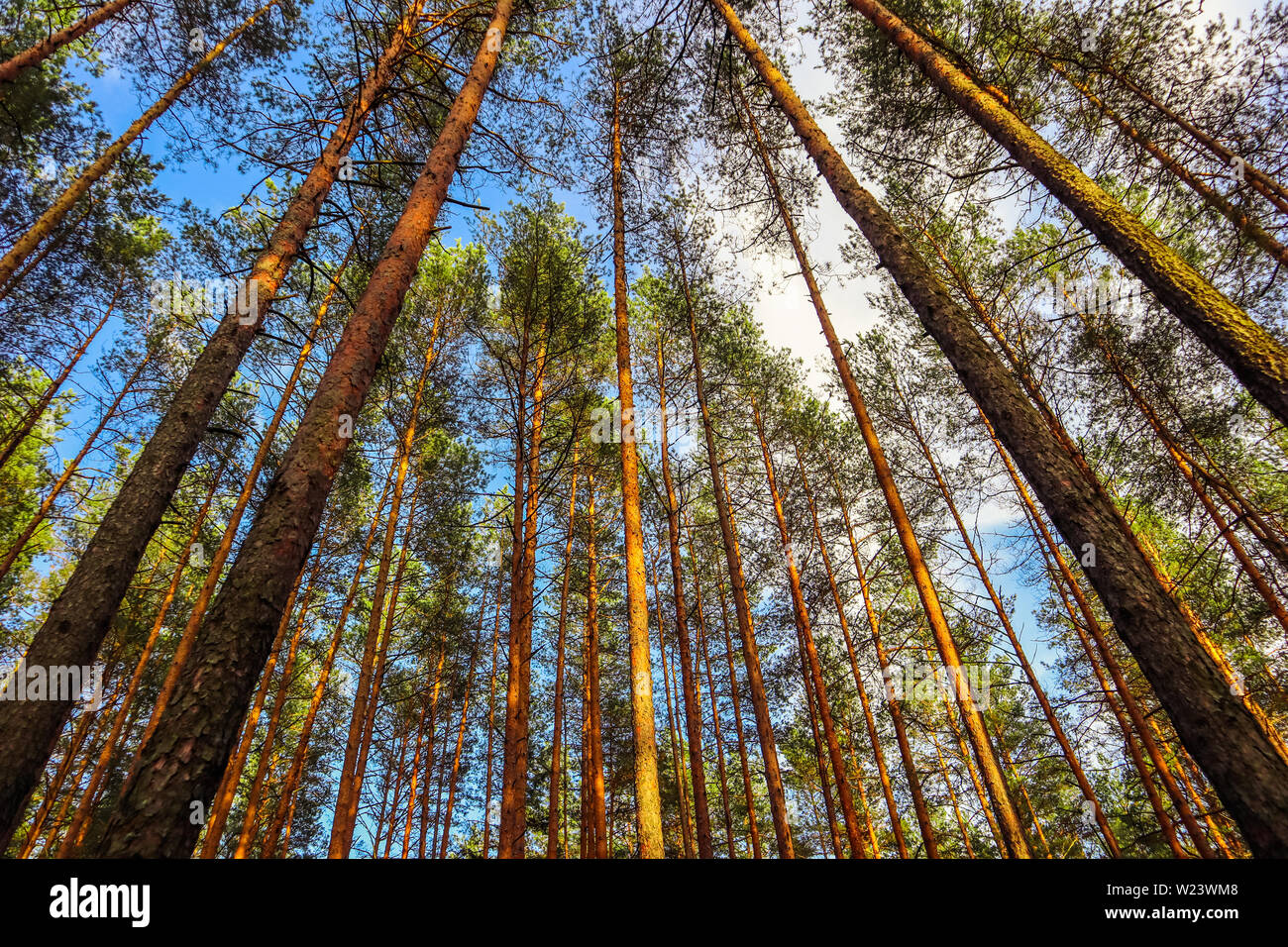 Tall trunks of pine trees on a background of blue sky in the forest ...