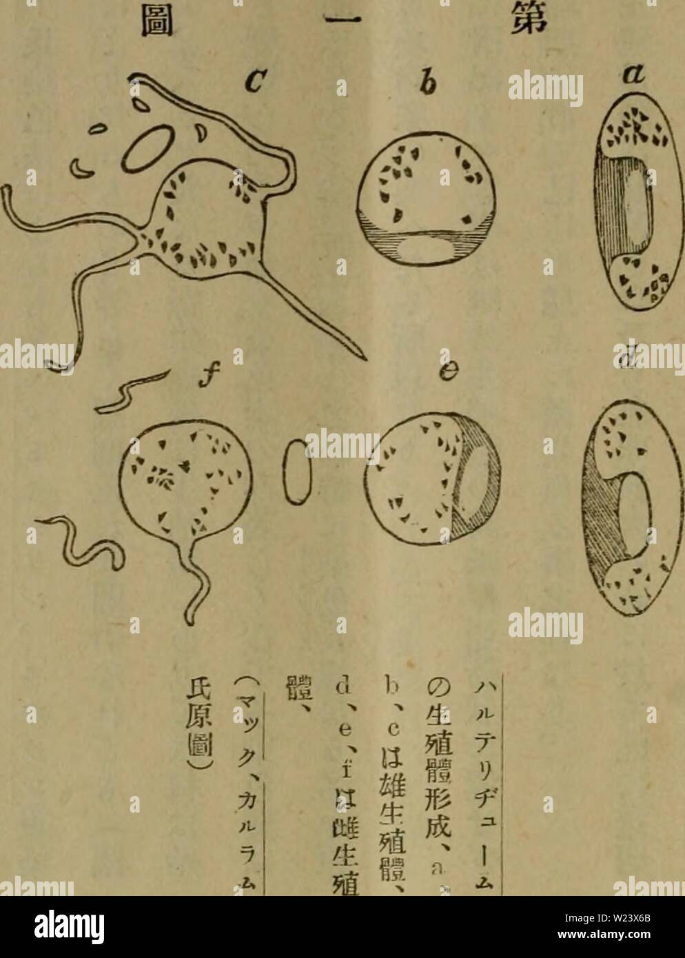 Archive image from page 187 of Dbutsugaku zasshi (1889 Stock Photo - Alamy