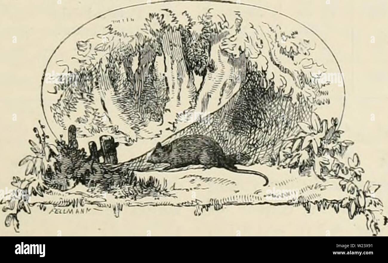 Lioat hi-res stock photography and images - Alamy