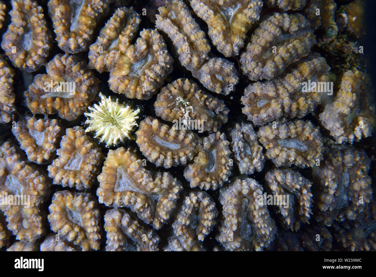 Egypt Red Sea High Resolution Stock Photography and Images - Alamy