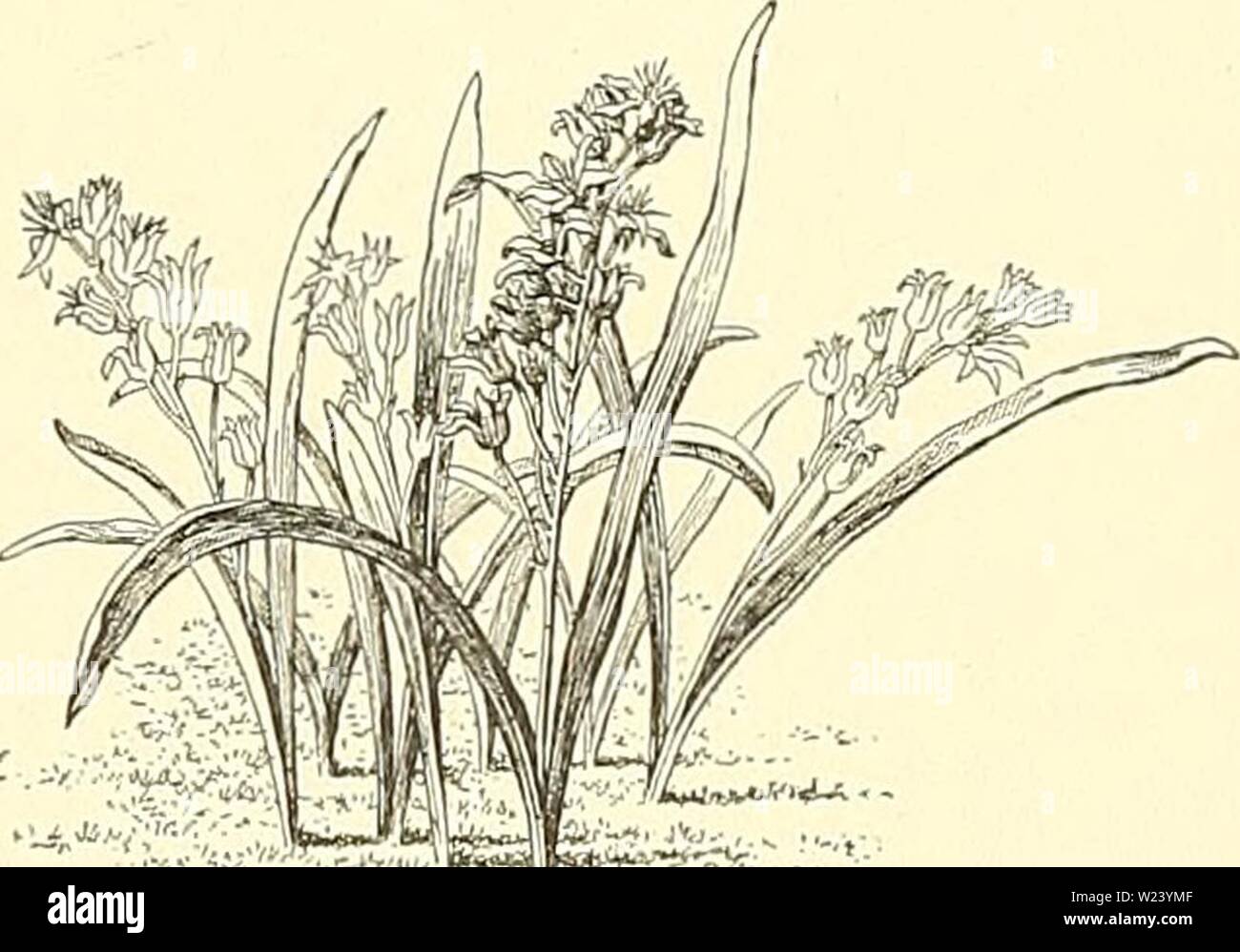 Tunicate bulb hi-res stock photography and images - Alamy