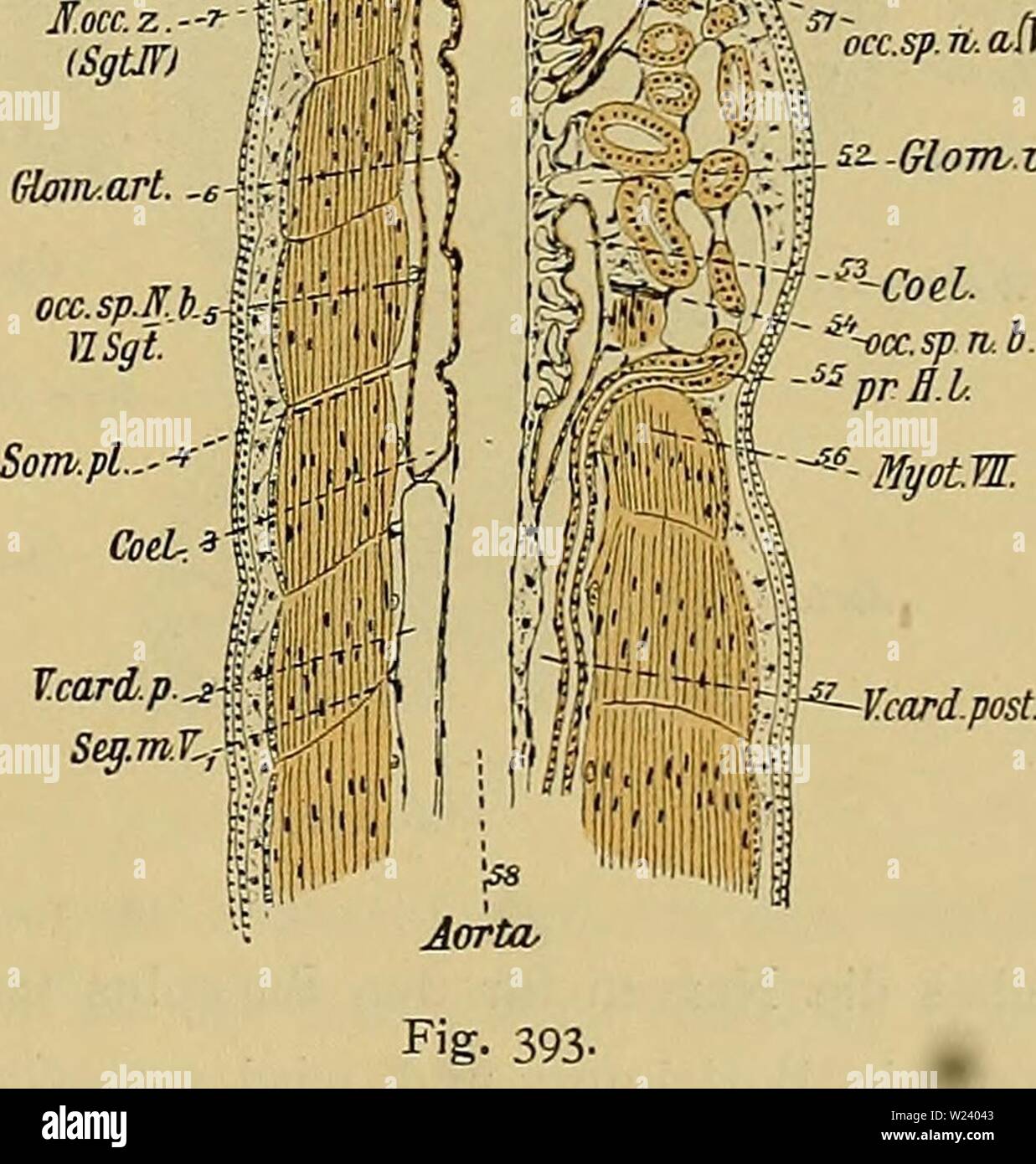 Mandibu hi-res stock photography and images - Alamy