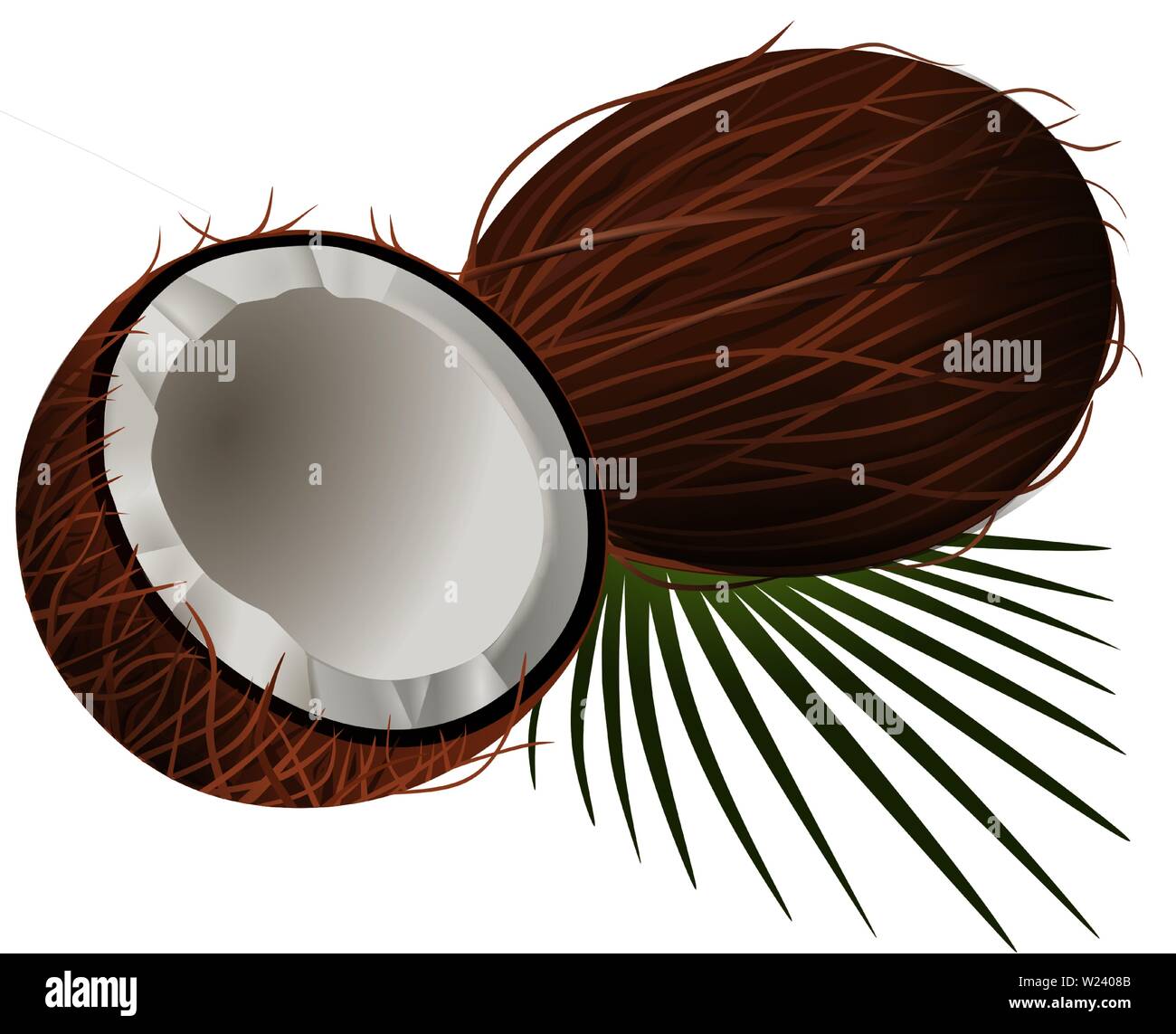 Coconut vector vectors hi-res stock photography and images - Alamy