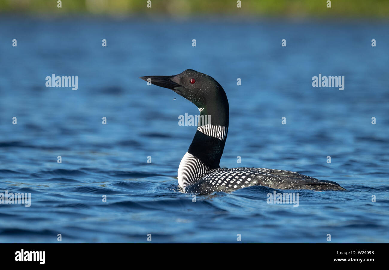 Common Loon in Acadia National Park Maine Stock Photo - Alamy
