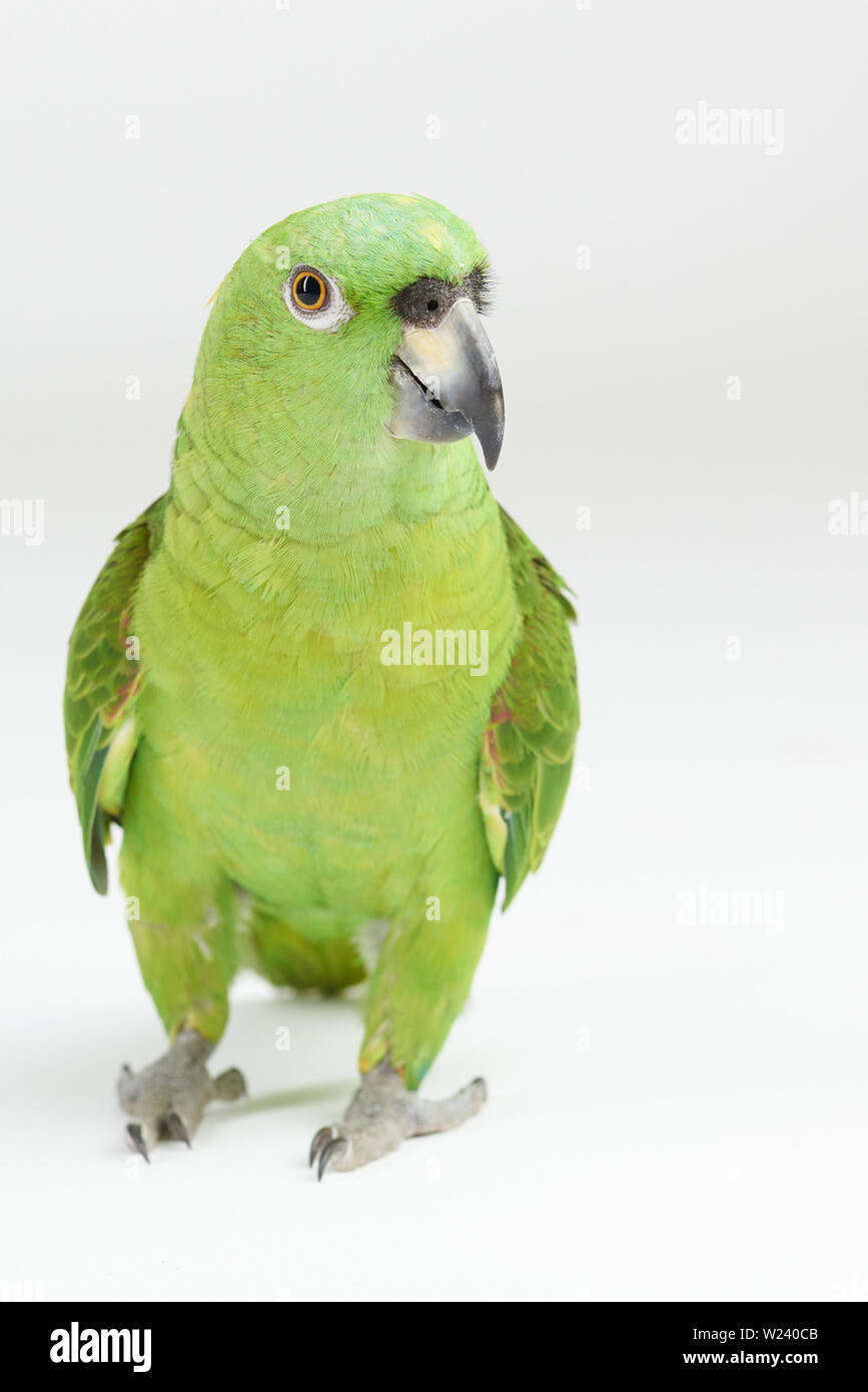Green parrot walk on white studio background isolated Stock Photo - Alamy