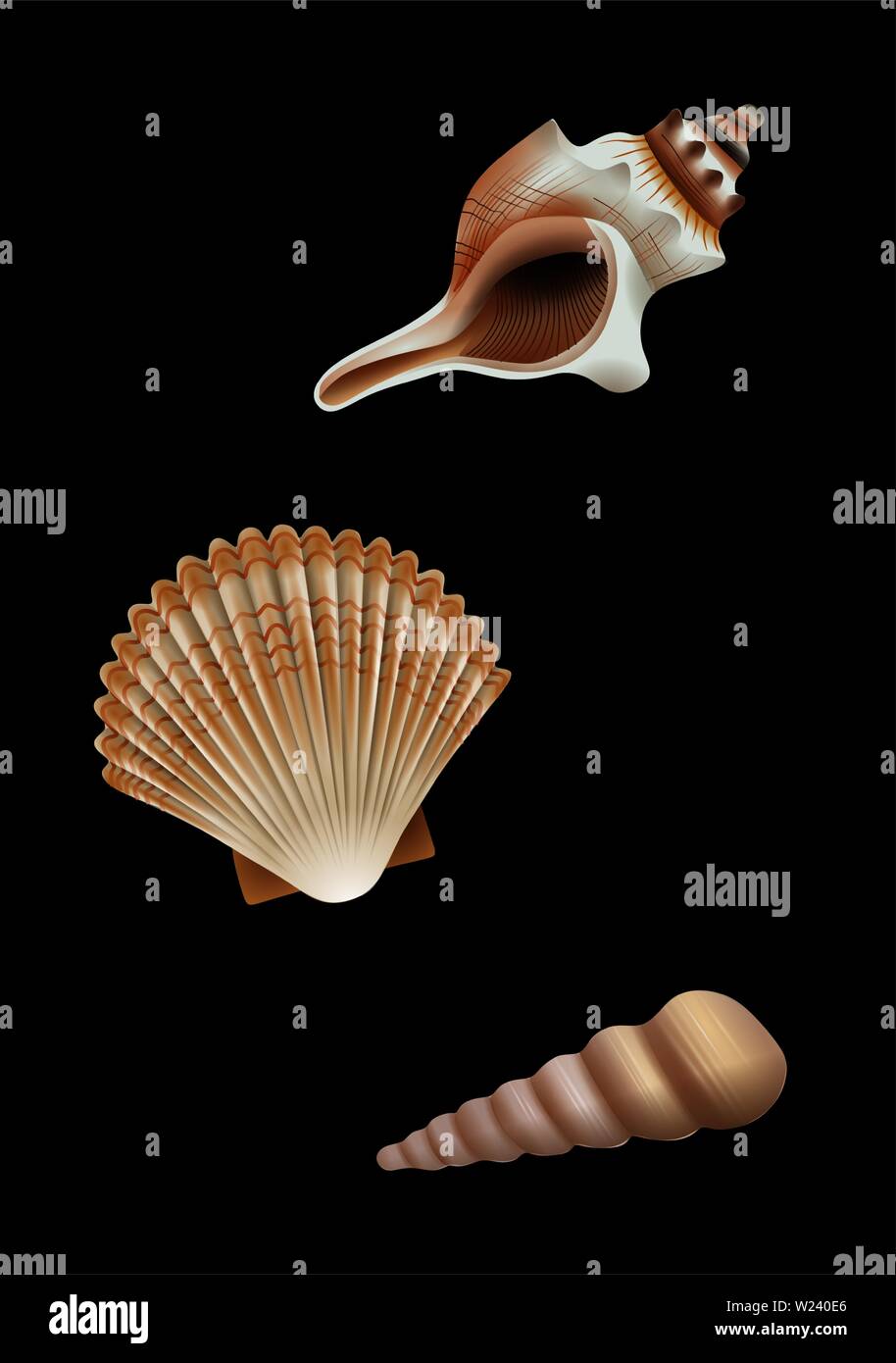 set collection shells reaklistic illustrations vector Stock Vector ...