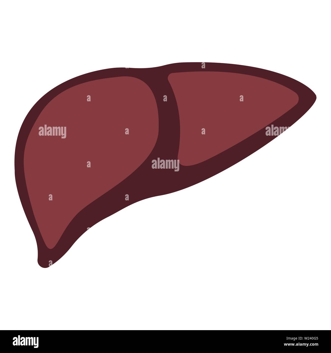 Liver icon in trendy flat style isolated on white background. Symbol ...