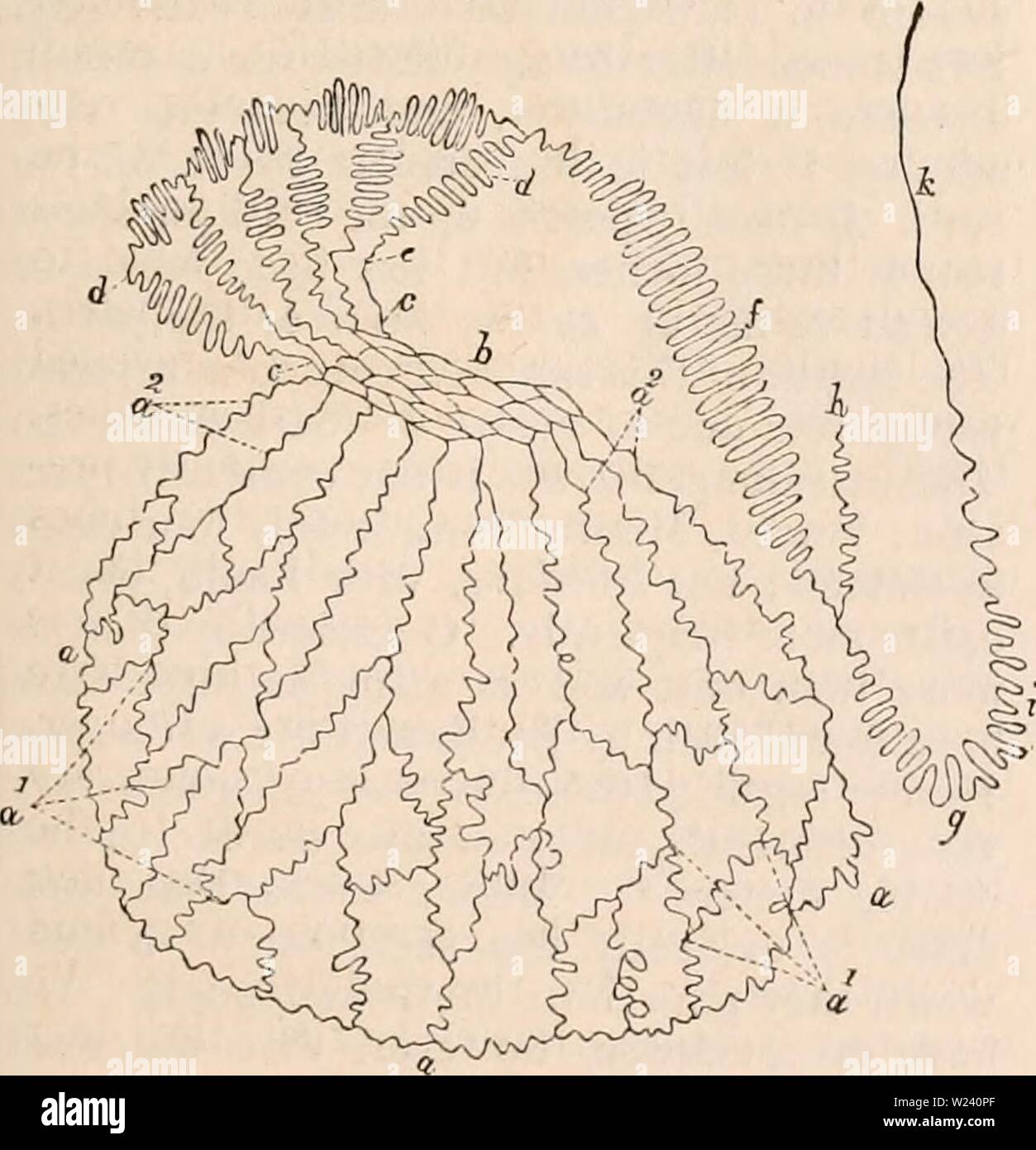 Normal testicle hi-res stock photography and images - Alamy