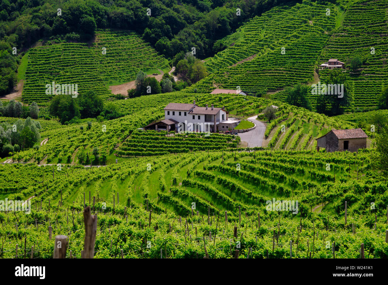 Picturesque hills with vineyards of the Prosecco sparkling wine, region ...