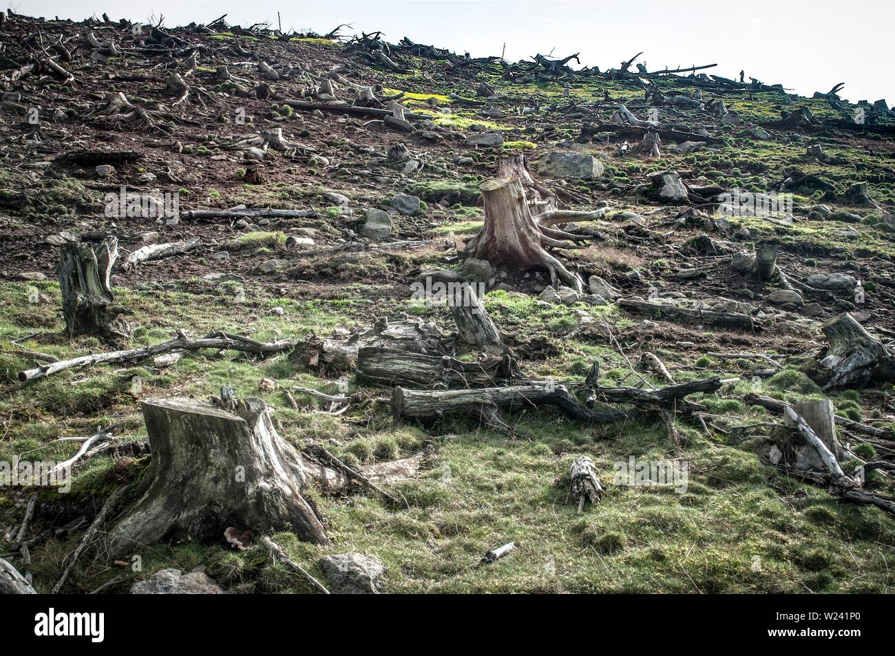 Tree stumps in a cleared forestry plantation Stock Photo - Alamy