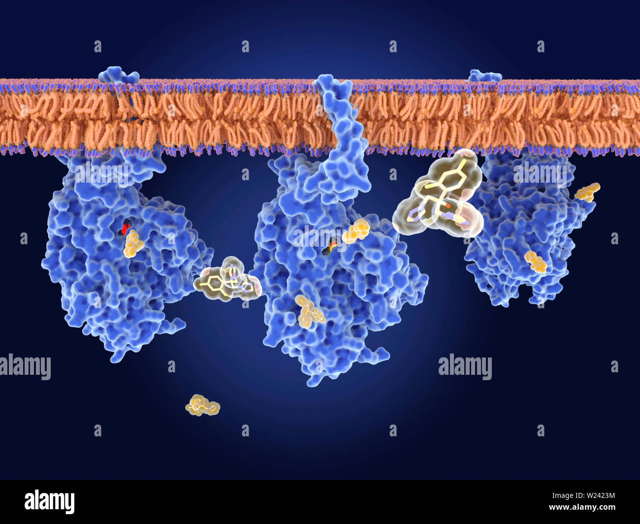 Fungal enzyme blocked by a drug. Illustration of a cell membrane and a ...