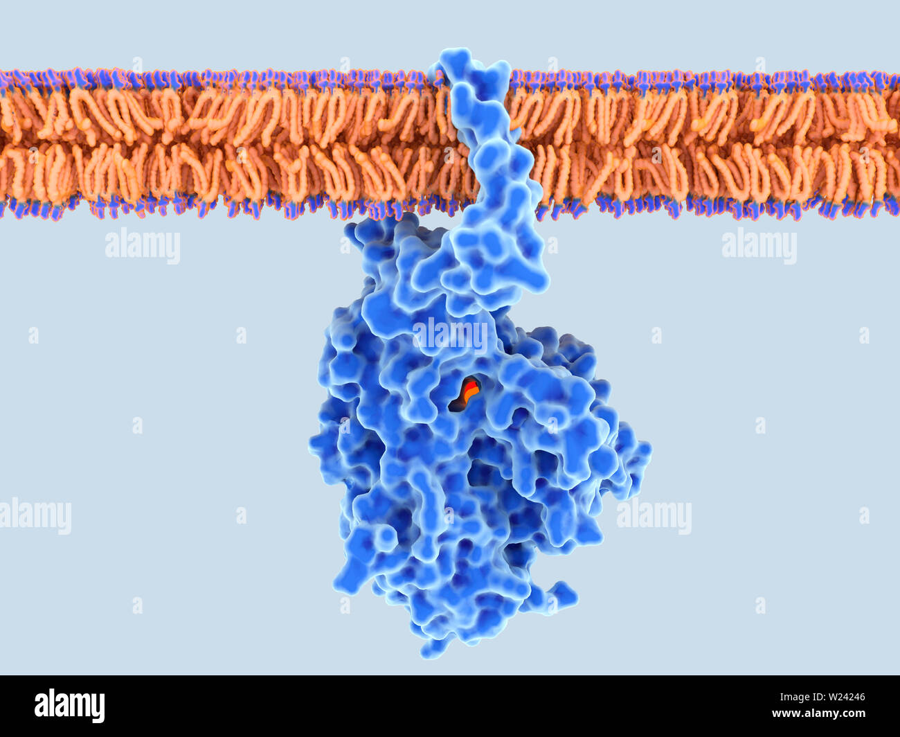 Fungal enzyme on plasma membrane. Illustration of a cell membrane and a ...