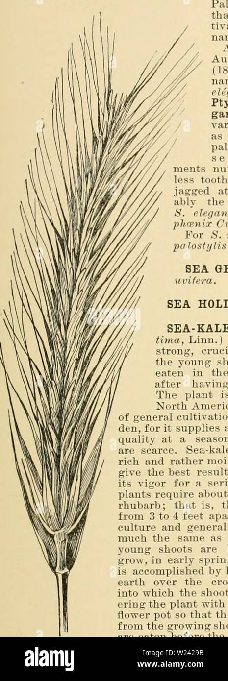 Seaforthia elegans hi-res stock photography and images - Alamy