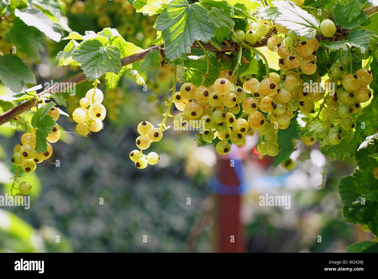 Golden currant hi-res stock photography and images - Alamy