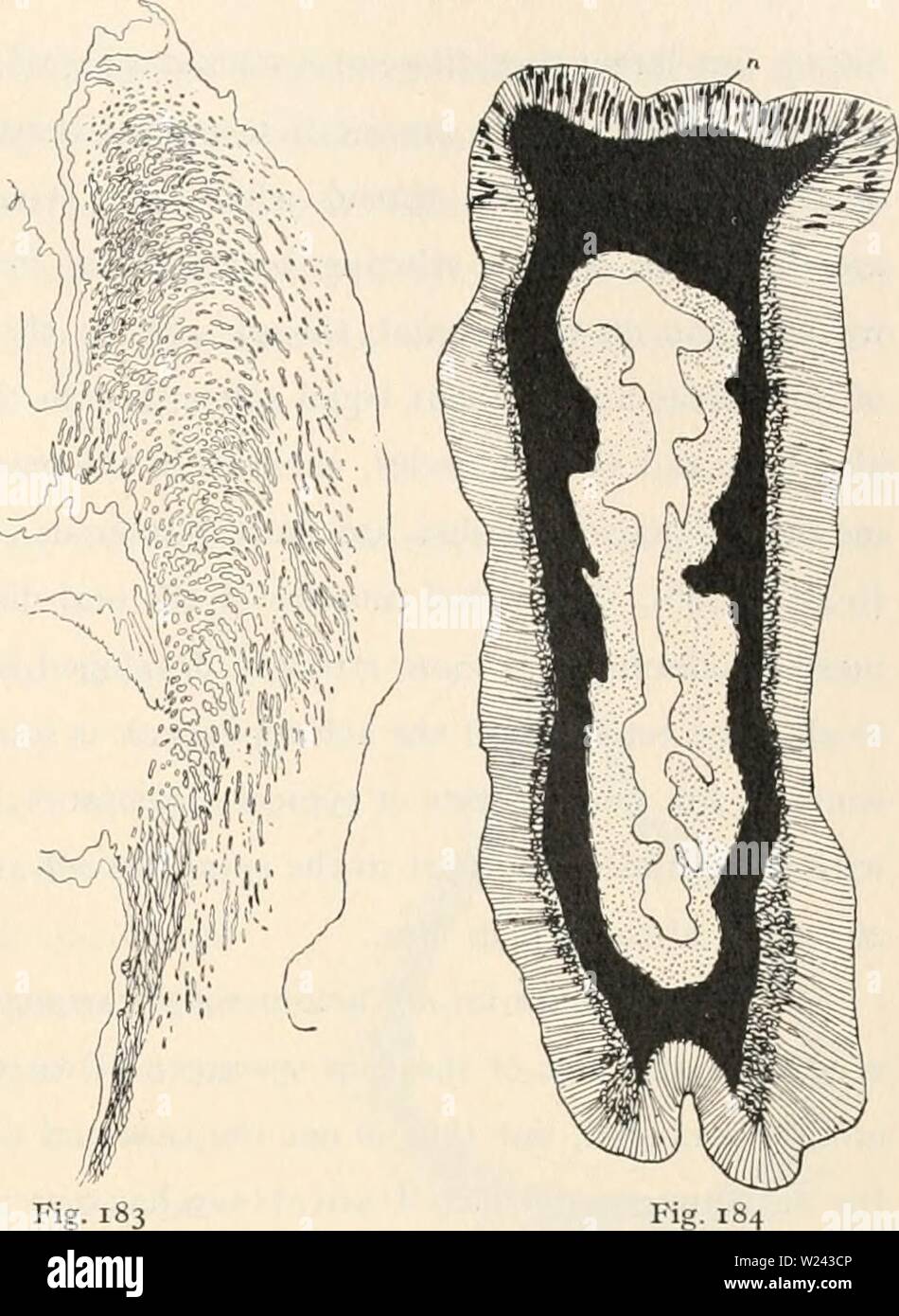 Archive image from page 200 of The Danish Ingolf-Expedition (1921 Stock ...