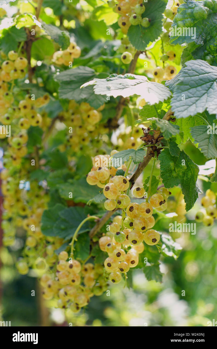 Golden currant hi-res stock photography and images - Alamy