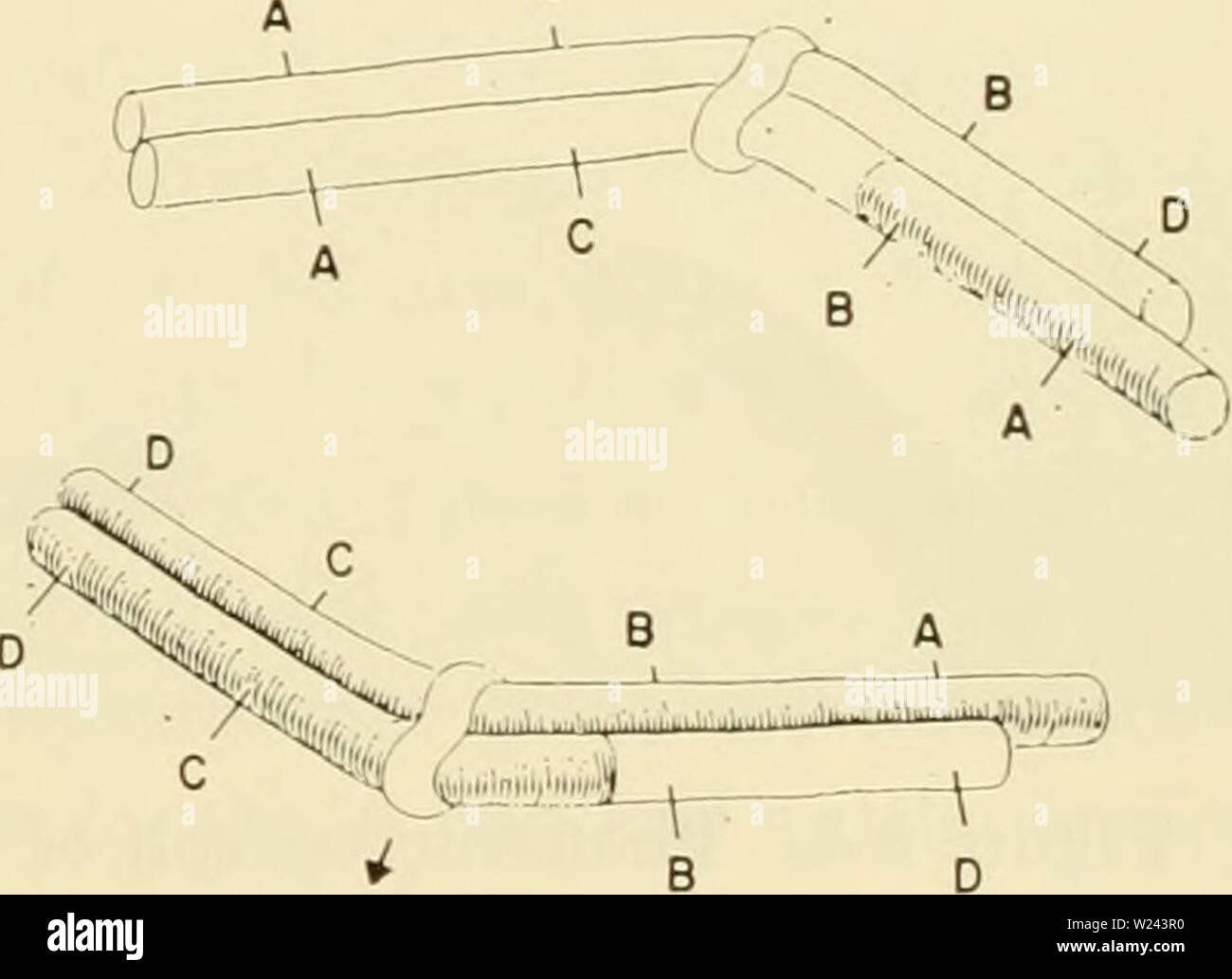 Paracentric hi-res stock photography and images - Alamy