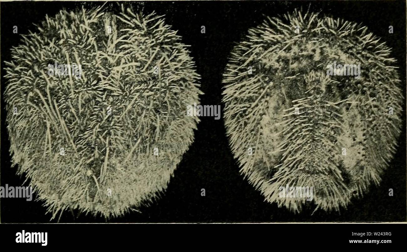 Store hoj so hi-res stock photography and images - Alamy