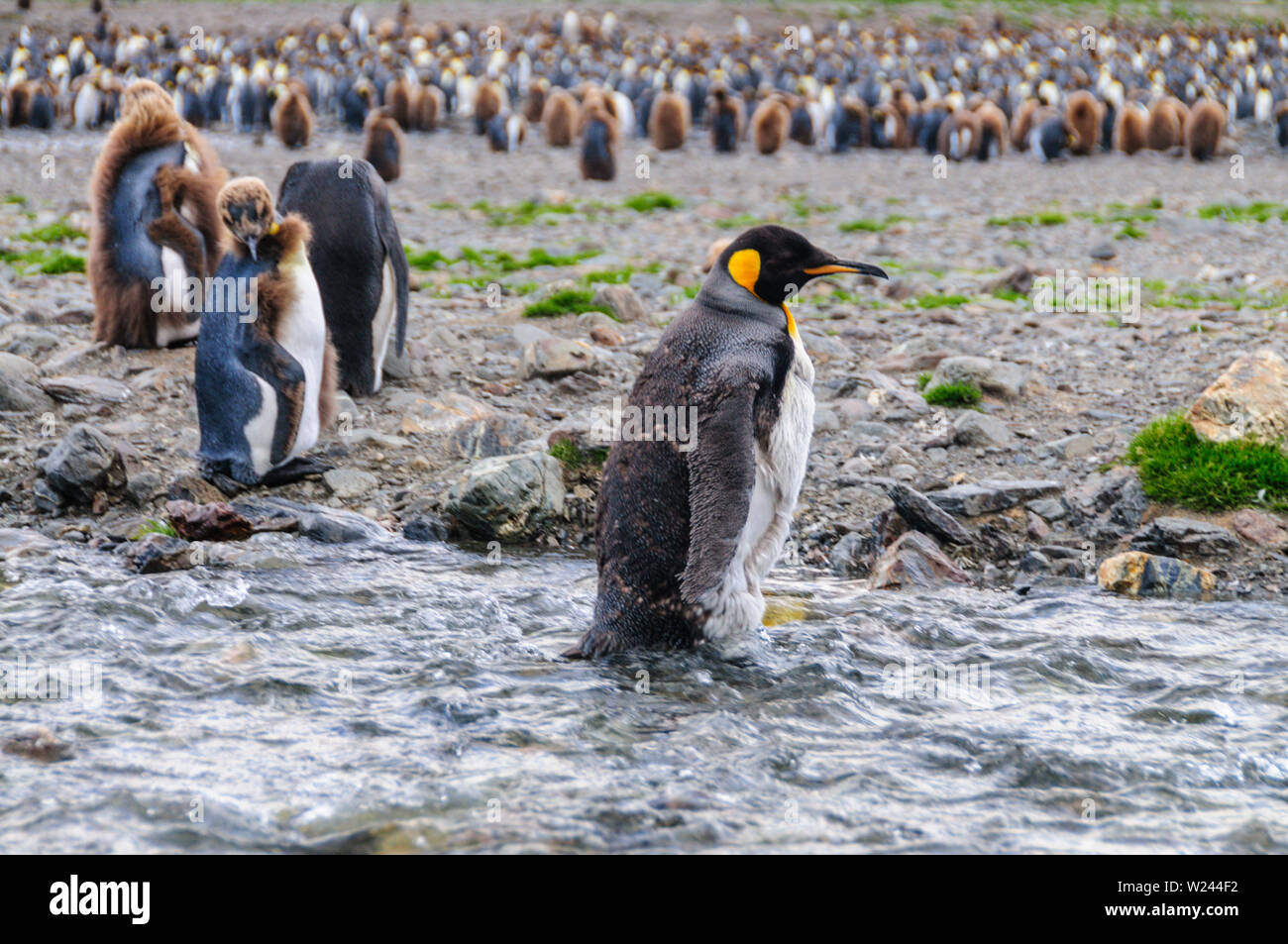 Impressions of the king penguin rookery at South Georgia Stock Photo ...