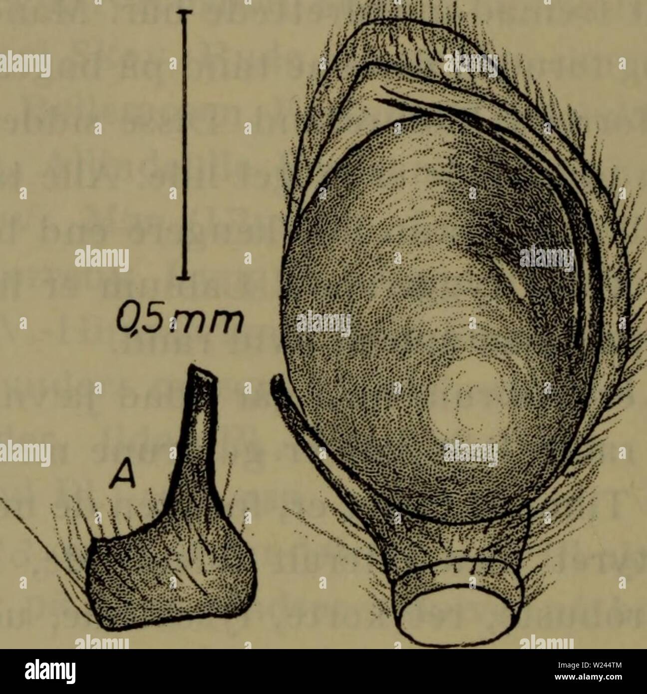 Palpes hi-res stock photography and images - Alamy