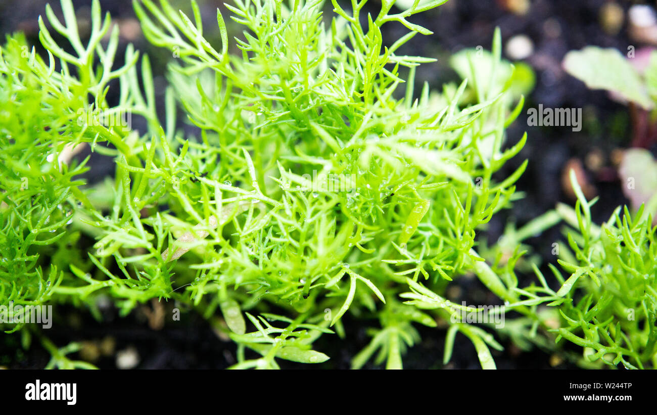 Camomile pattern hi-res stock photography and images - Alamy
