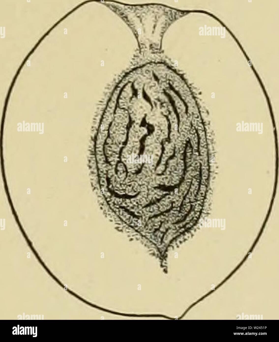 Reniform leaves hi-res stock photography and images - Alamy
