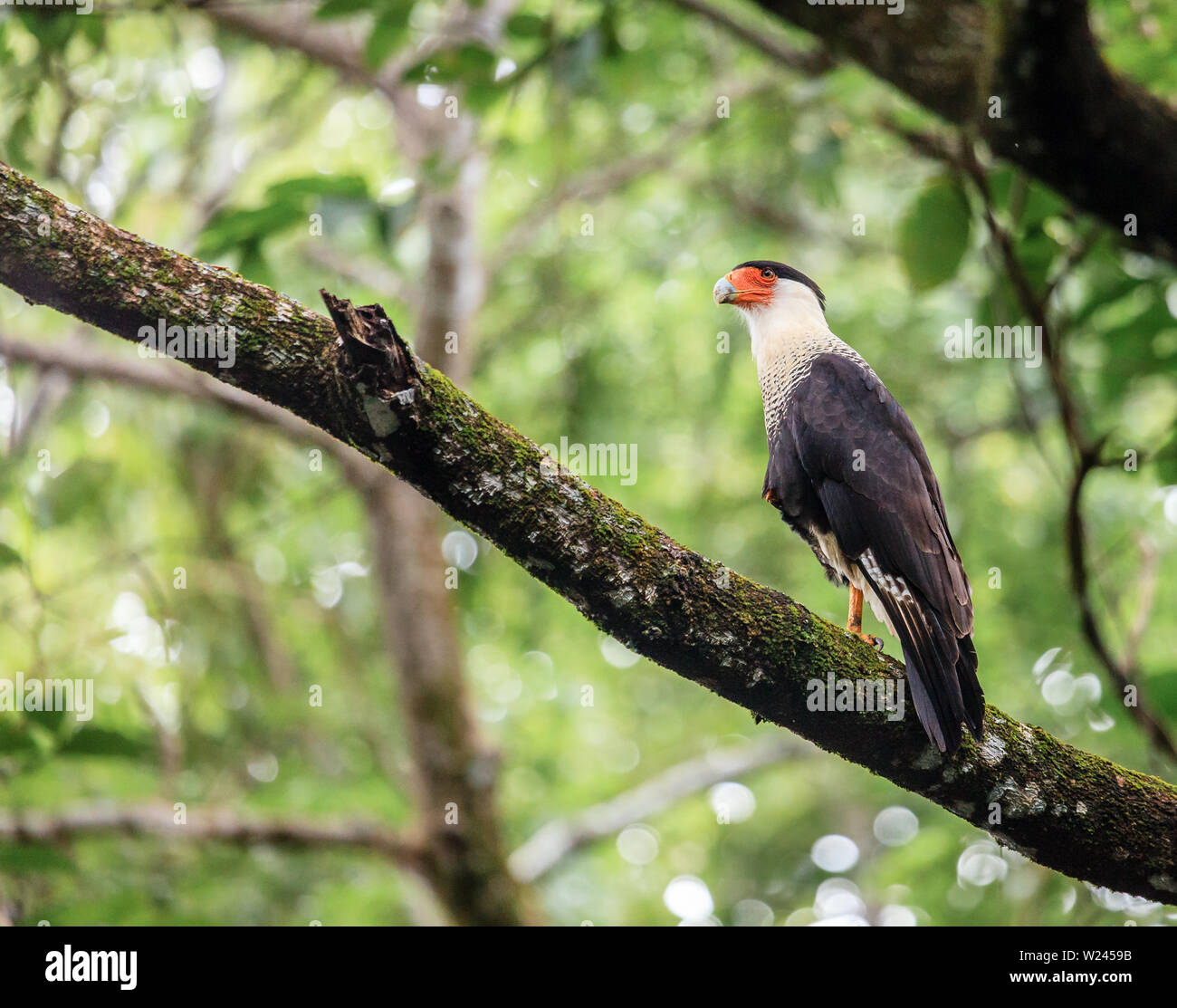 Portrait of Crested Caracara in Santa Rosa National Park in Costa Rica ...