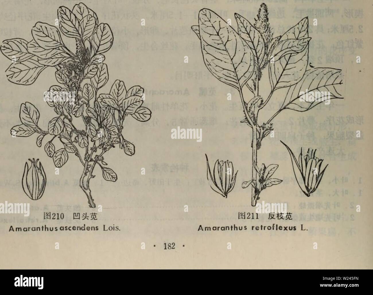 Ran amar hi-res stock photography and images - Alamy