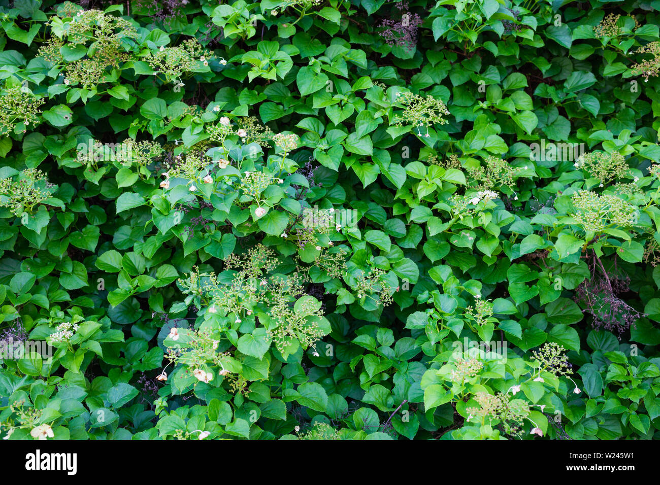 Beautiful wall climbing vine Stock Photo - Alamy