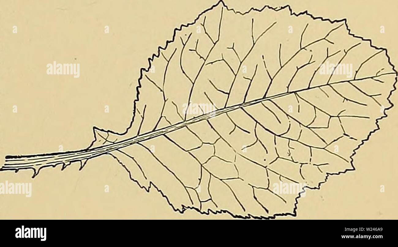 Terete hi-res stock photography and images - Alamy