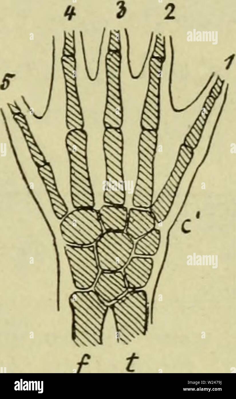 Handwurzel hi-res stock photography and images - Alamy