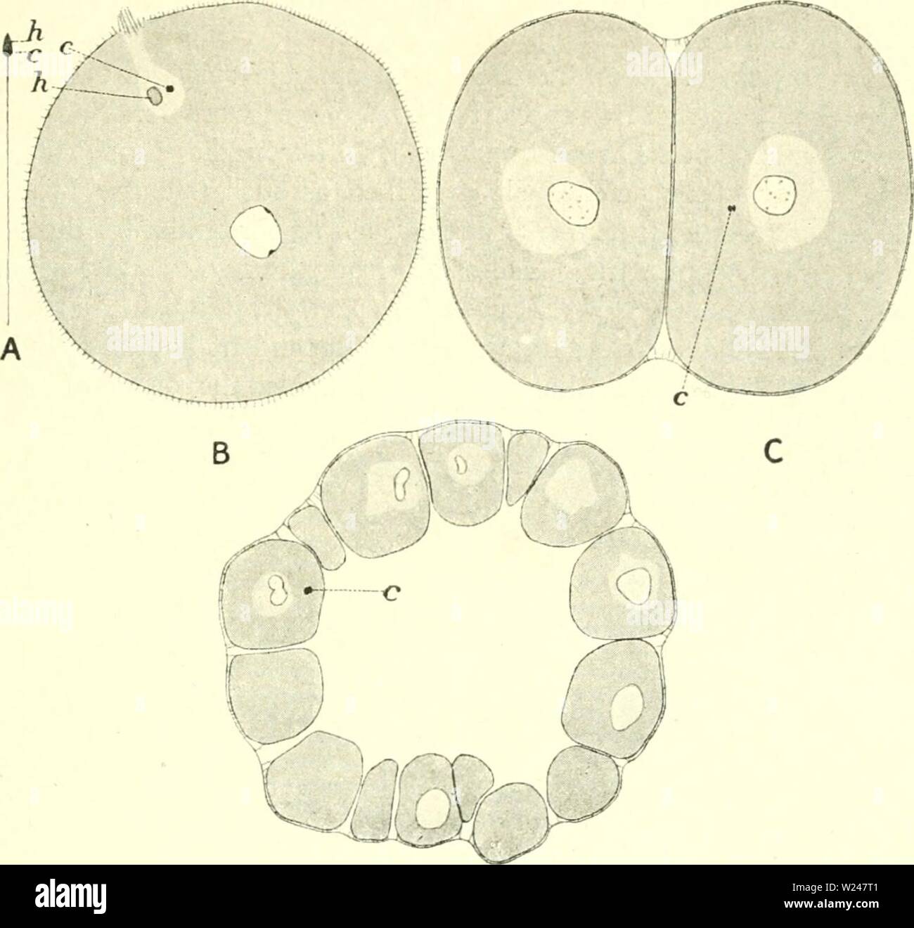 Unequal Distribution High Resolution Stock Photography and Images - Alamy