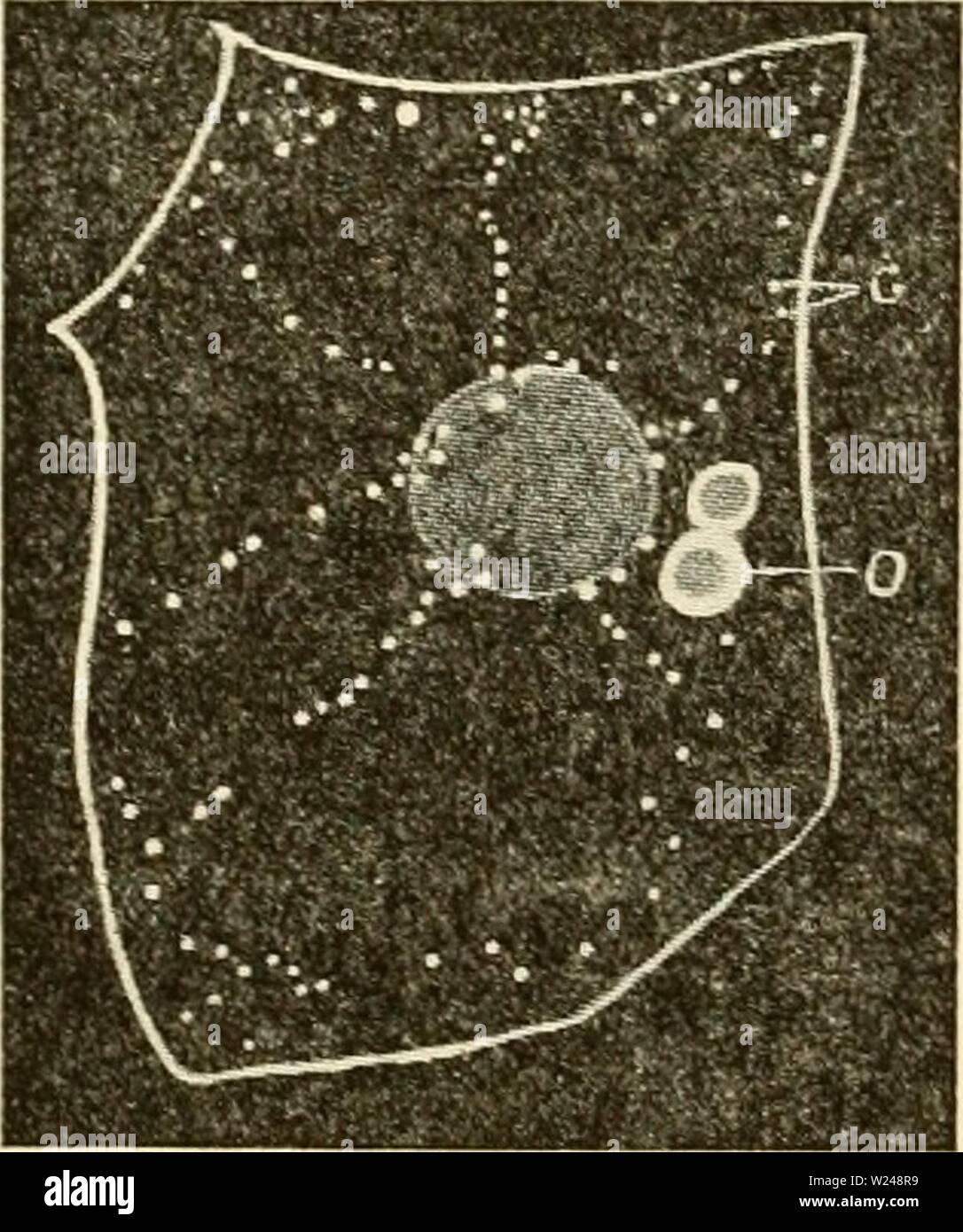 Cytoplasmic inclusions hi-res stock photography and images - Alamy