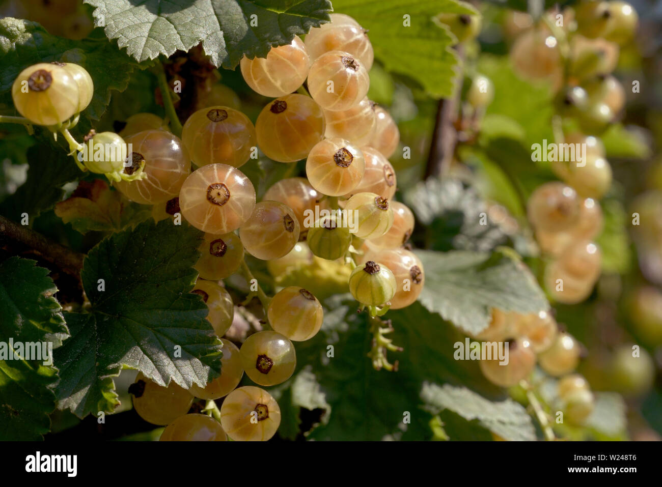 Golden currants hi-res stock photography and images - Alamy