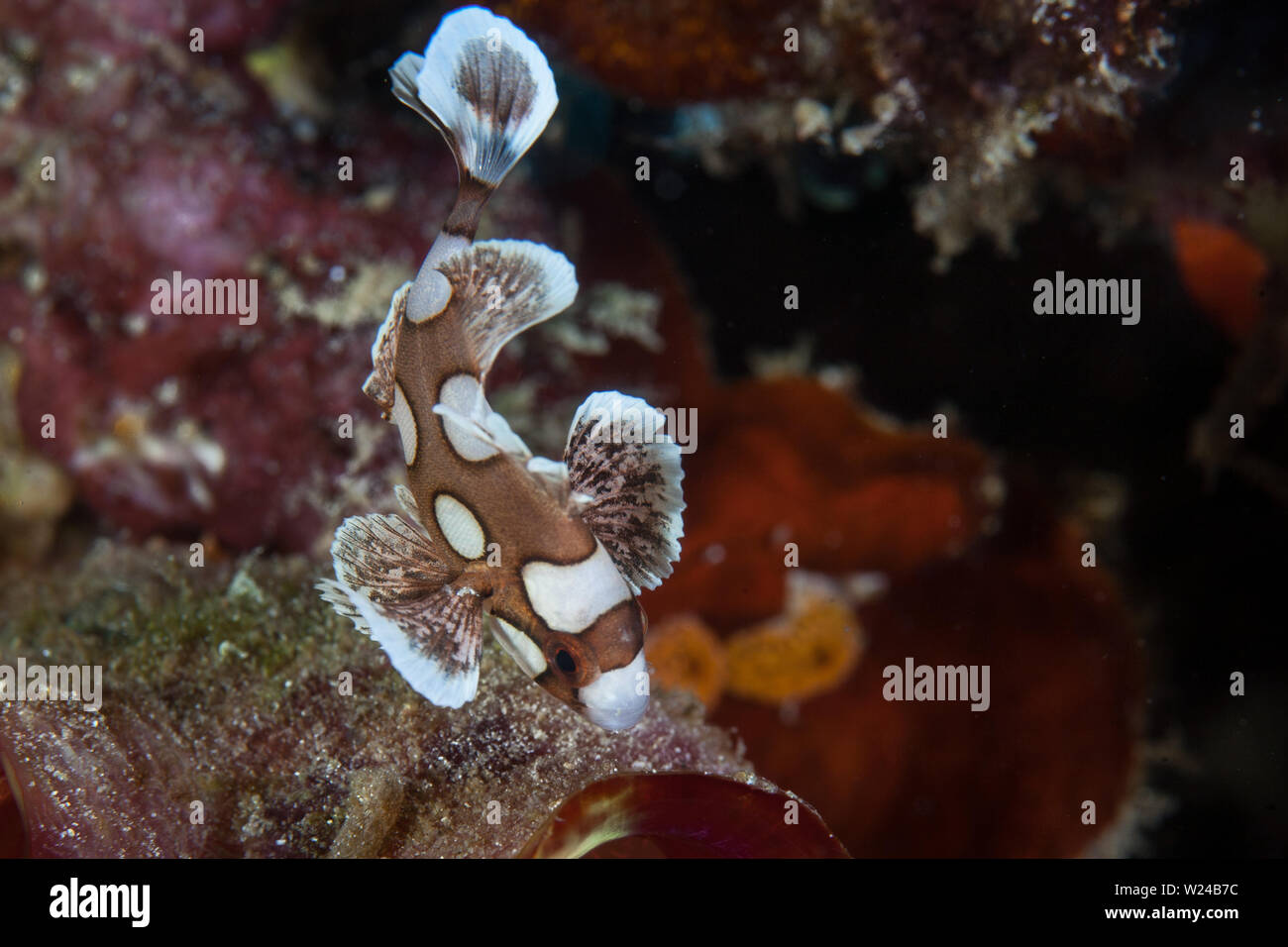 A juvenile Many-spotted sweetlips, Plectorhinchus chaetodonoides, swims ...