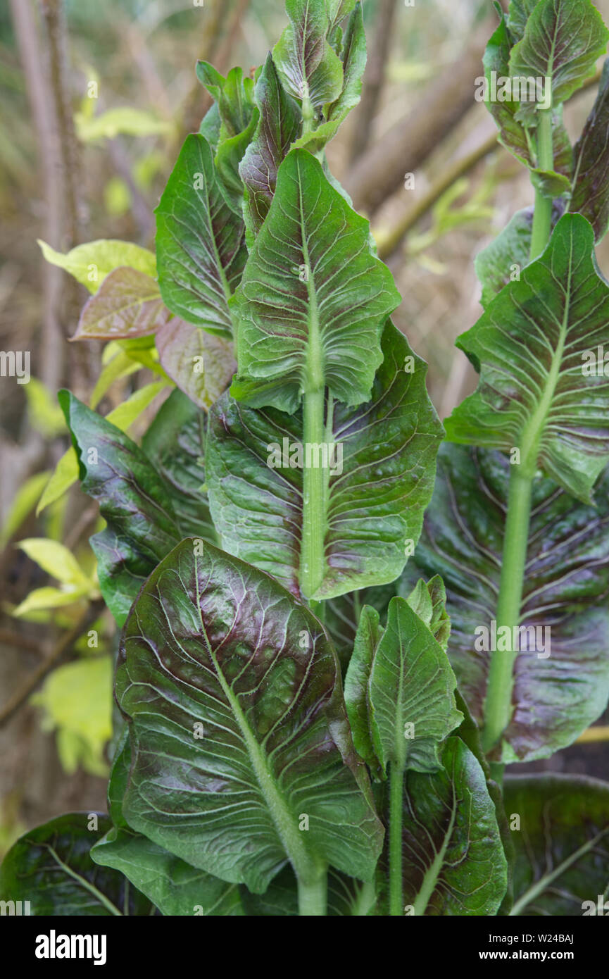 Chicory growing garden hi-res stock photography and images - Alamy
