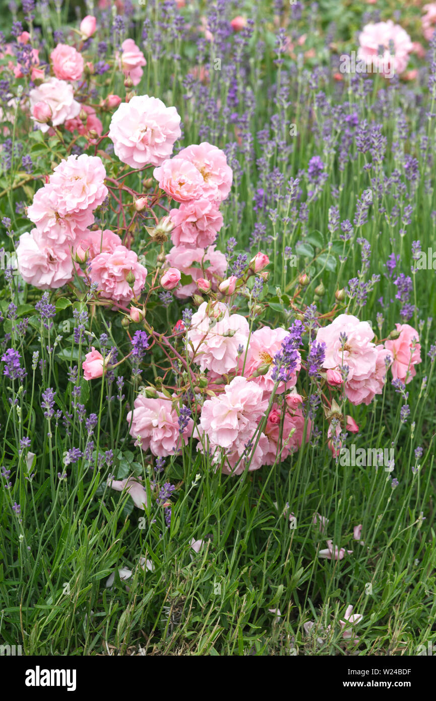 Cluster of pink roses and lavender flowers in the garden Stock Photo ...