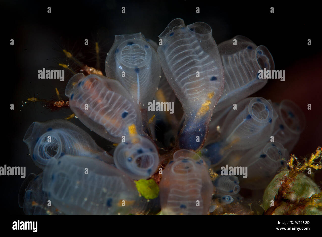 Tunicate on coral hi-res stock photography and images - Alamy