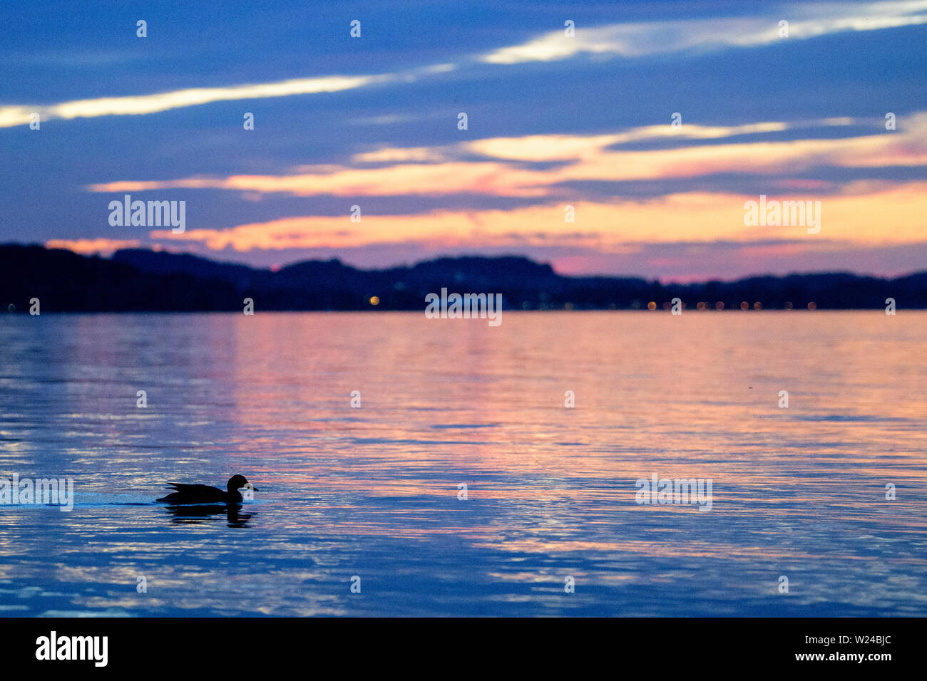 Bernau, Germany. 05th July, 2019. A duck swims over Lake Chiemsee ...