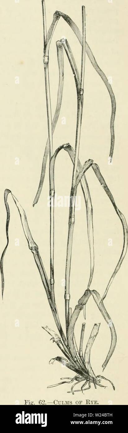 Strap shaped leaf hi-res stock photography and images - Alamy