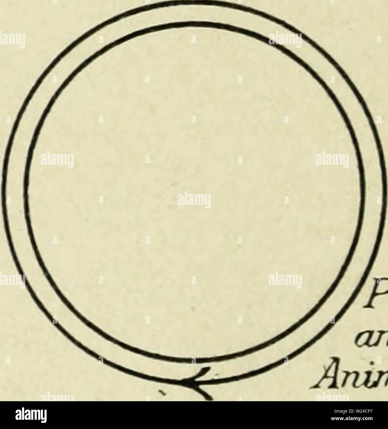 Phylogenetic hi-res stock photography and images - Alamy