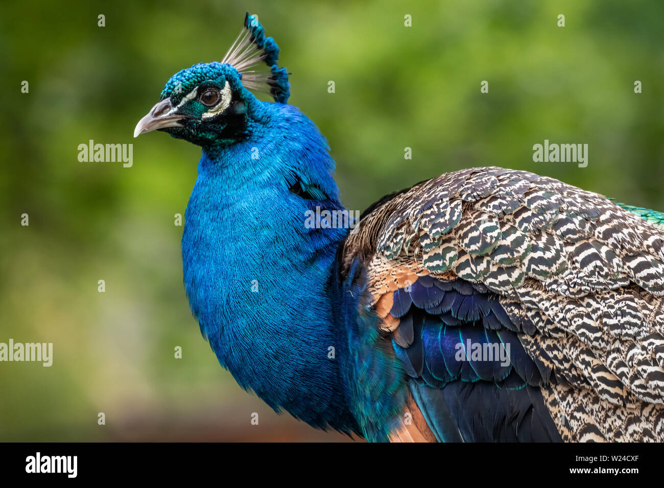 Indian Peacock (Pavo cristatus) portrait Stock Photo - Alamy